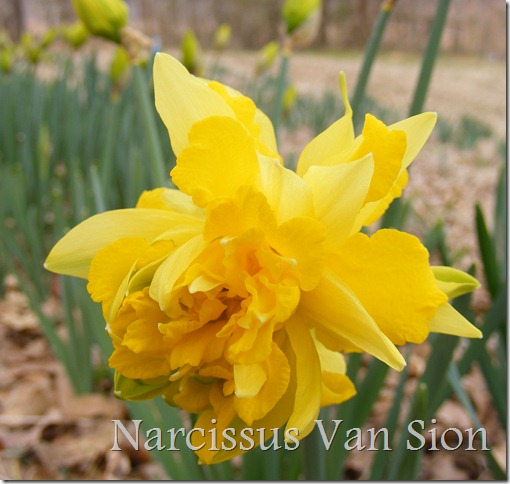 Dixie Home: Narcissus Telamonius Plenus Van Sion 1620